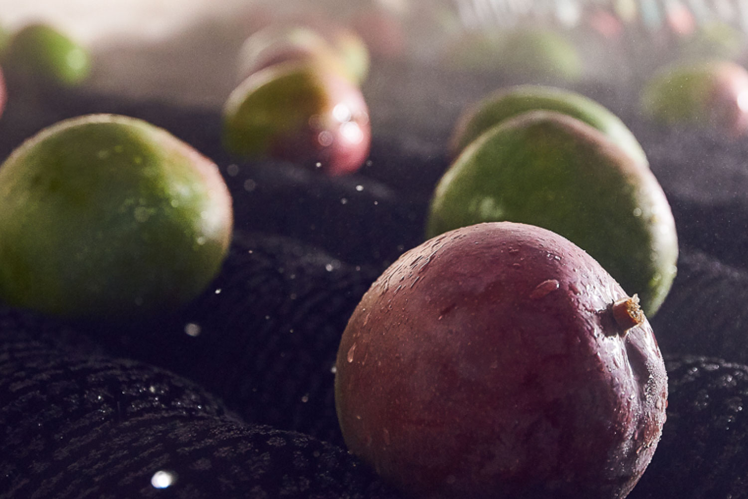 Dedicated to research, development, producing, packing and exporting ...